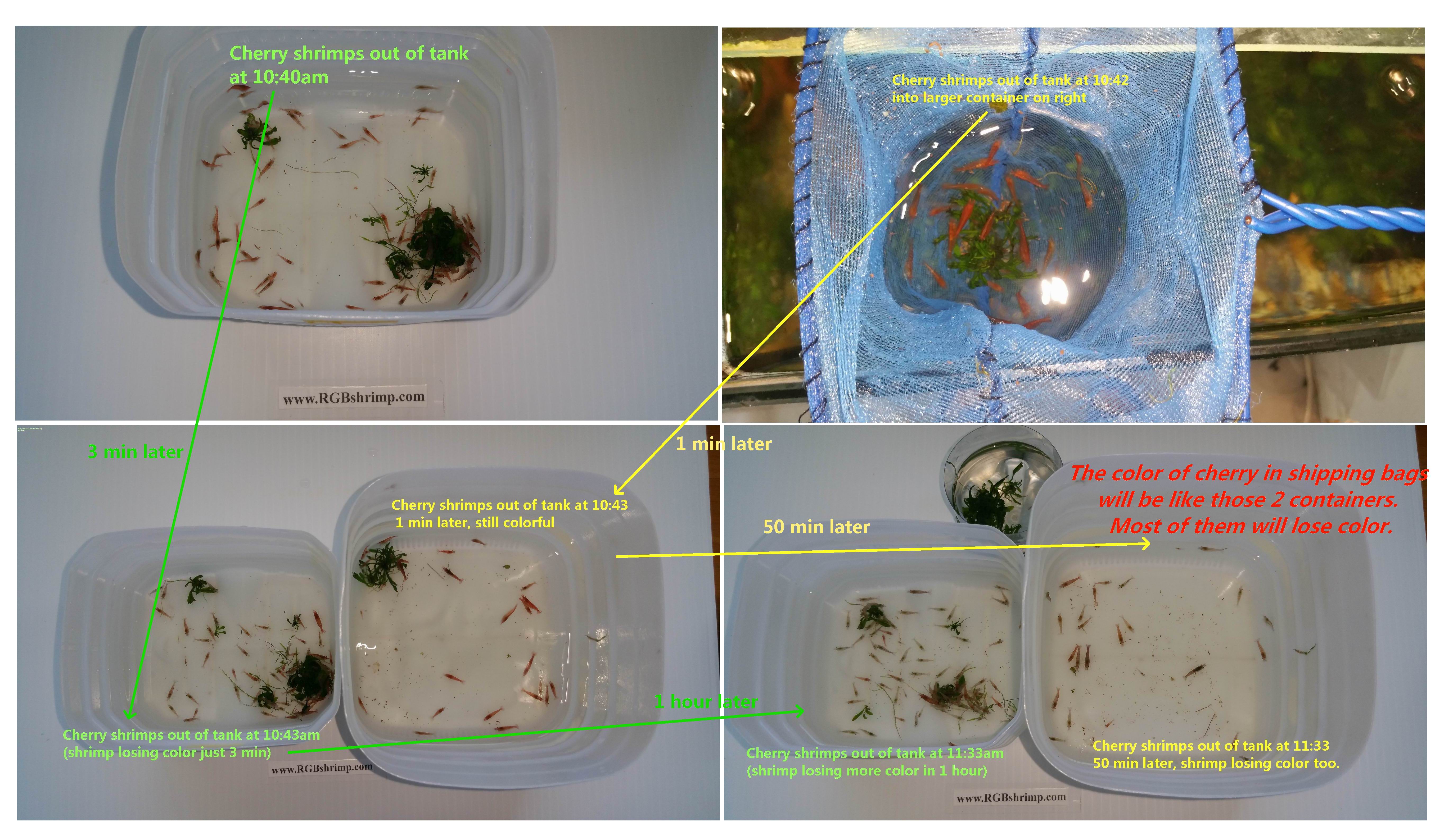 Cherry Shrimp (100 shrimps) – RGB Shrimp