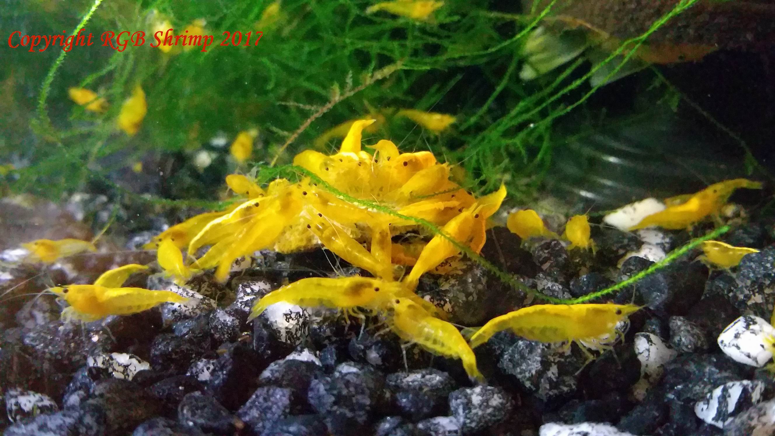 Yellow Shrimp (10~40 shrimps) – RGB Shrimp