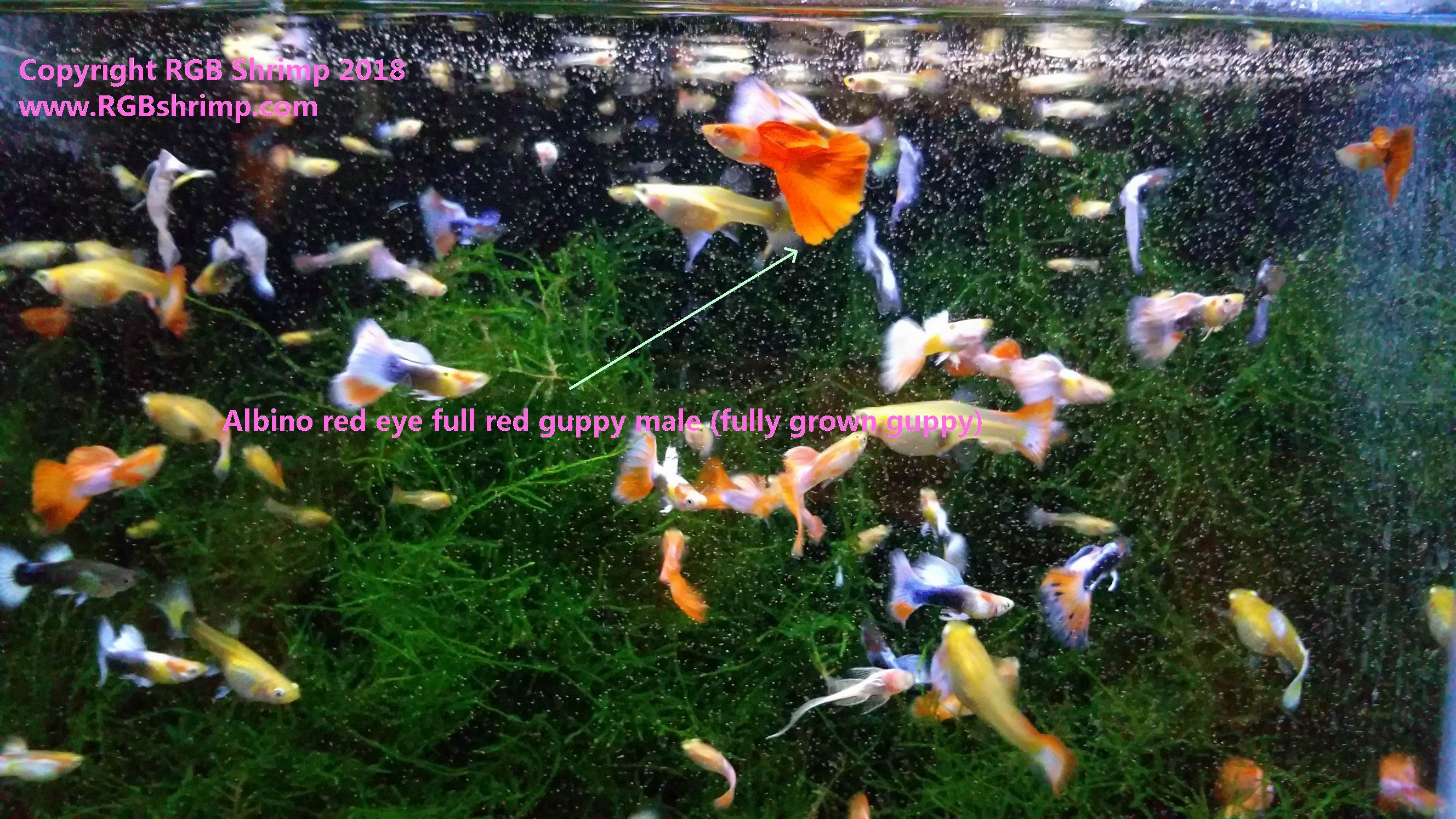 Guppy AFR (Albino Full Red) red eyes – RGB Shrimp