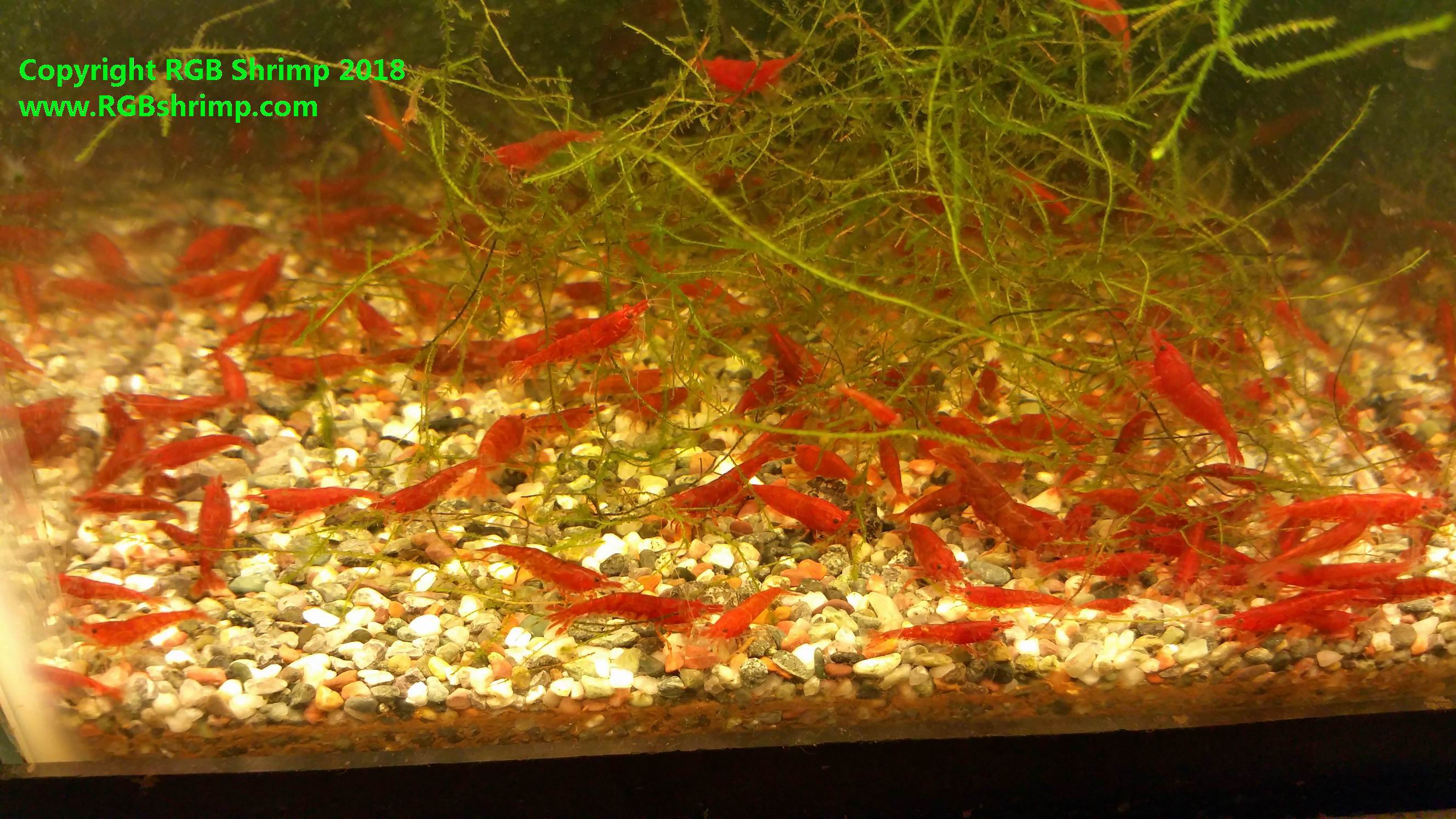 Our aquarium – RGB Shrimp