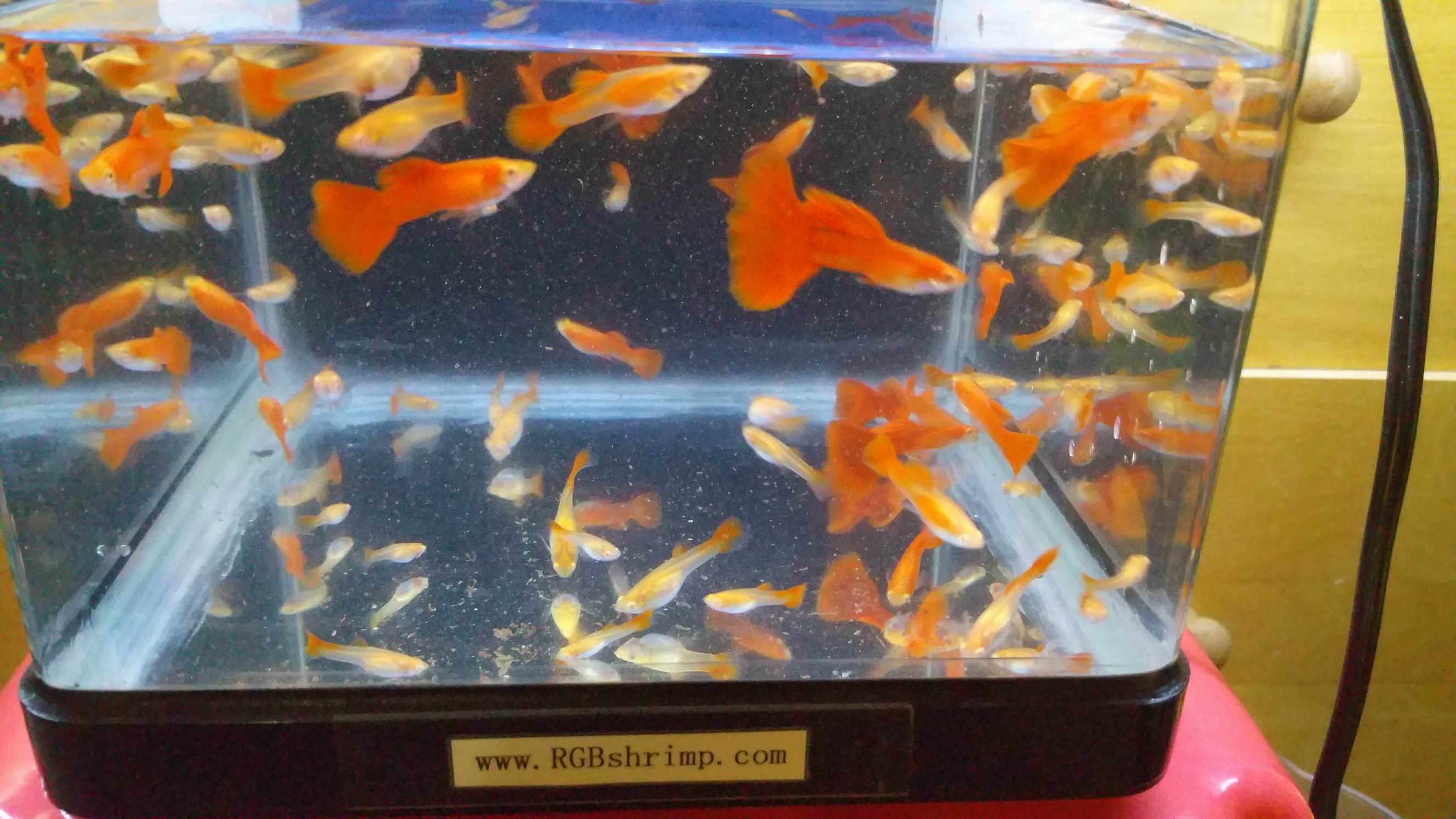 Guppy AFR Albino Full Red Red Eyes RGB Shrimp guppy-afr-albino-full-red-red-eyes-rgb-shrimp